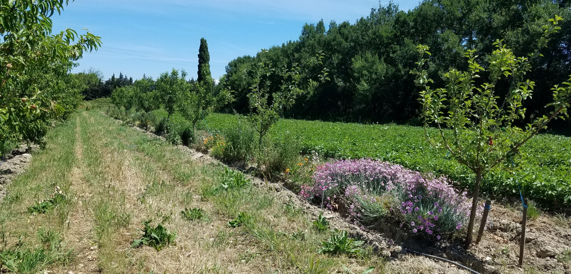 Sustainable Landscapes and Livelihoods – College of Agricultural & Life ...